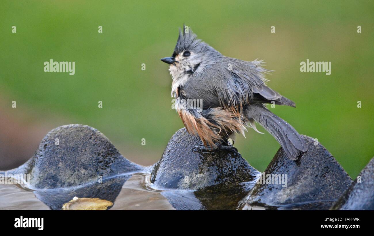 titmouse taking a bath, bird and water Stock Photo - Alamy