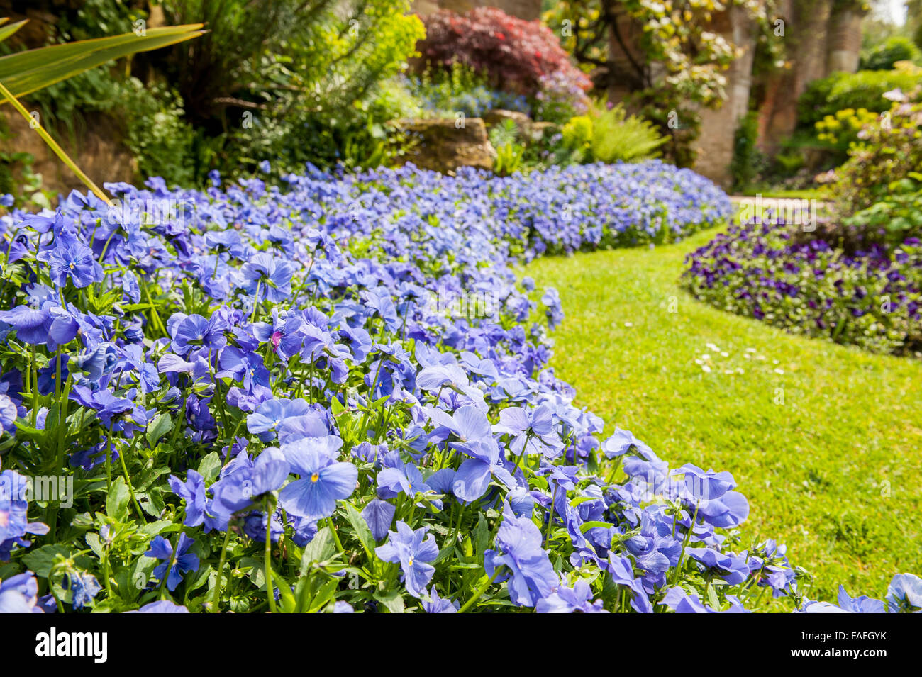 Summer garden colorful flower side boarder and tree Stock Photo - Alamy