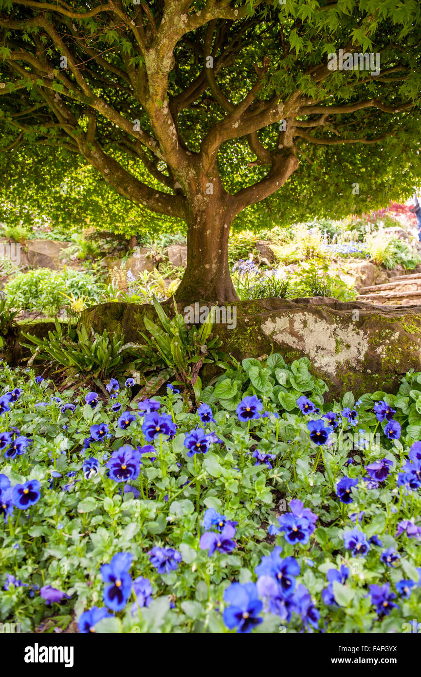 Summer garden colorful flower side boarder and tree Stock Photo - Alamy