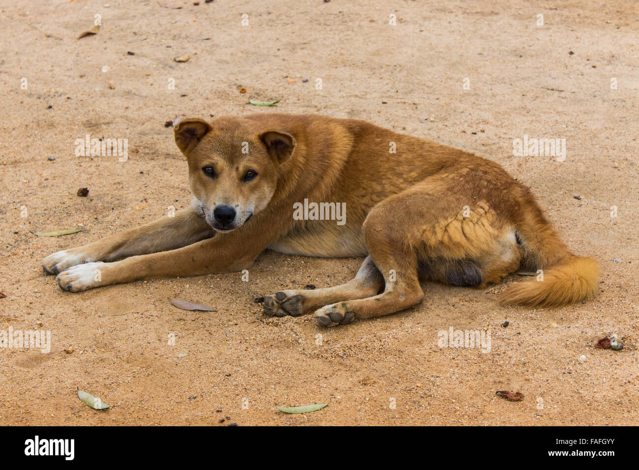 Thai Stray dog Stock Photo - Alamy