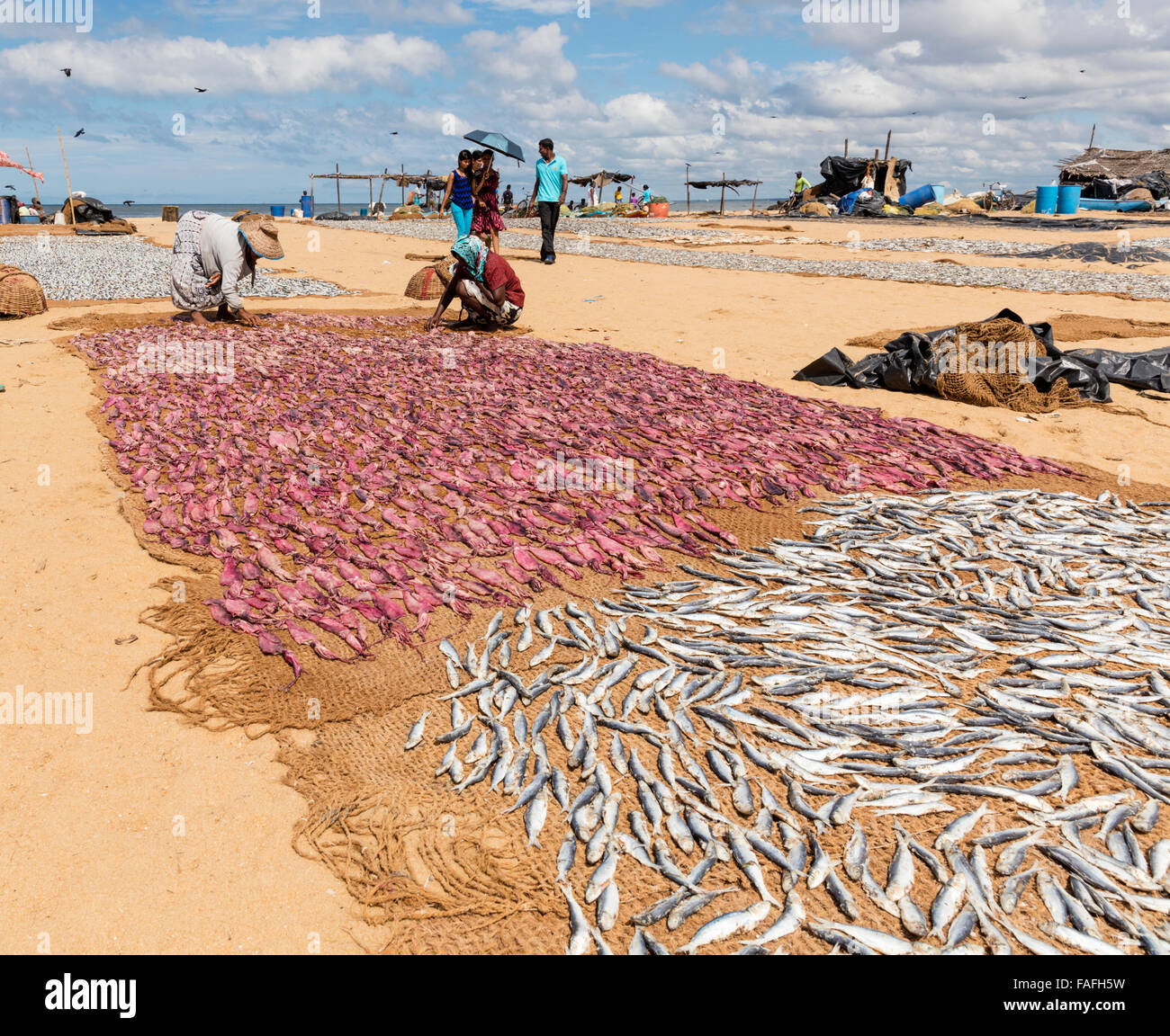 Women arranging calamari and sardines to dry at Negombo Beach on the ...