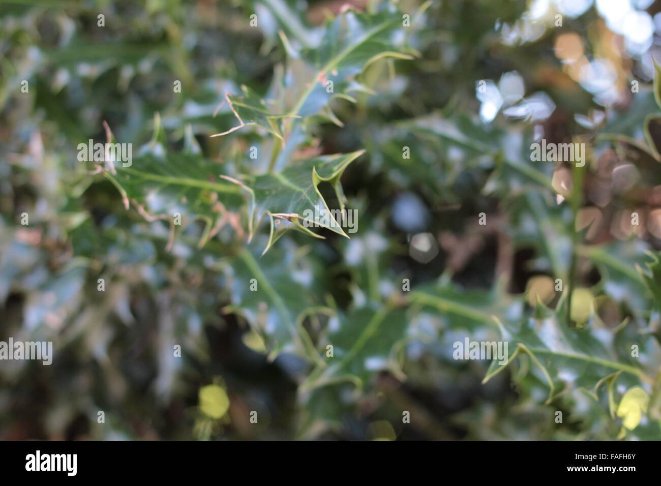 Close up perspective of holly hi-res stock photography and images - Alamy