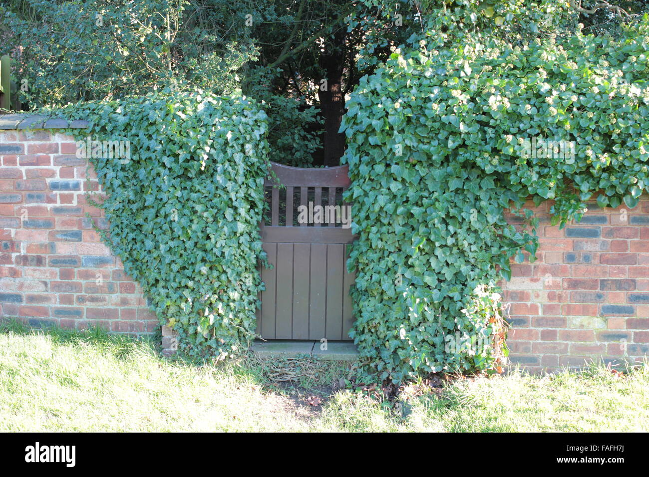 Small wooden gate with ivy covered walls Stock Photo - Alamy