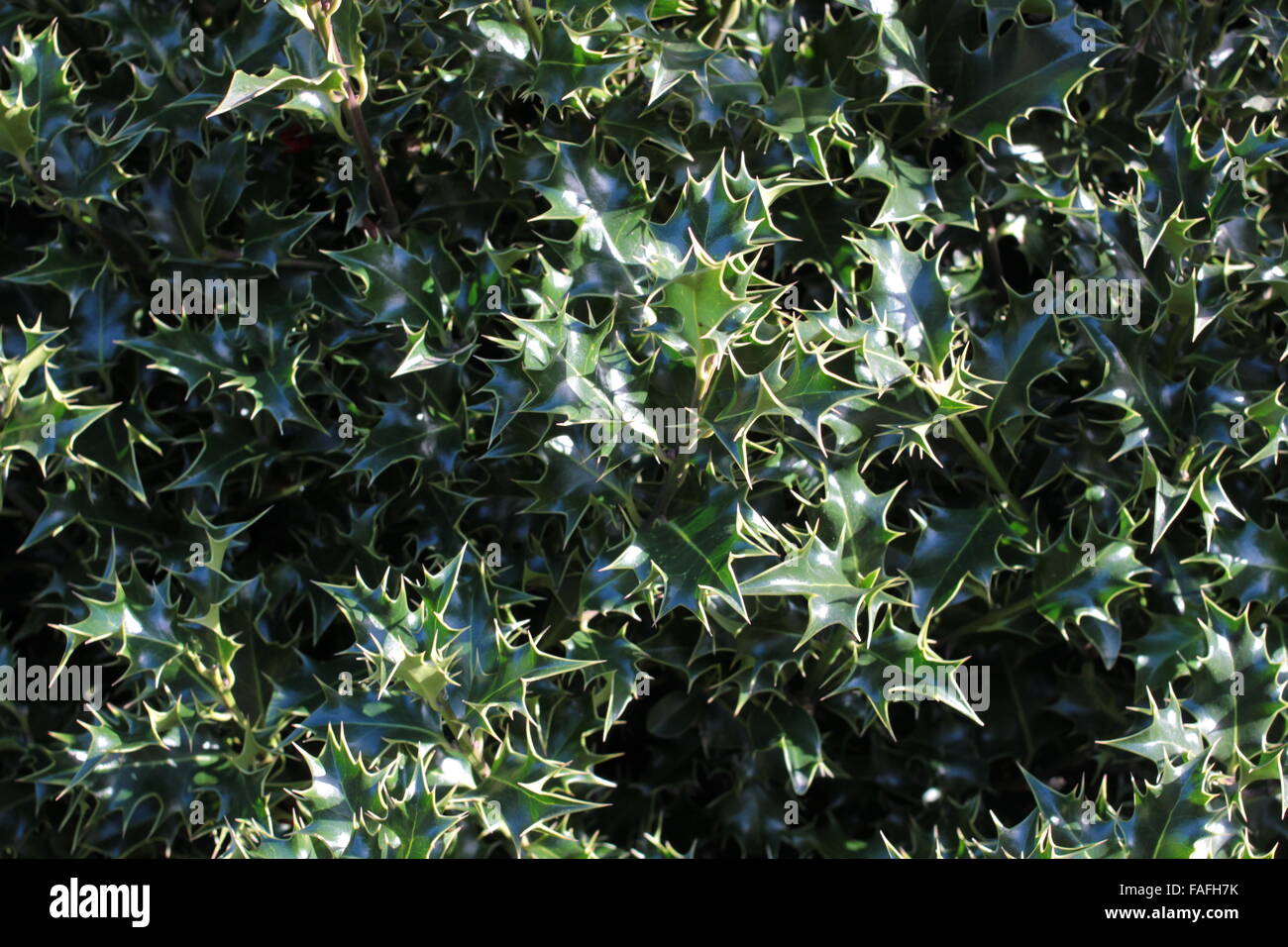 Sharp Leaves High Resolution Stock Photography and Images - Alamy