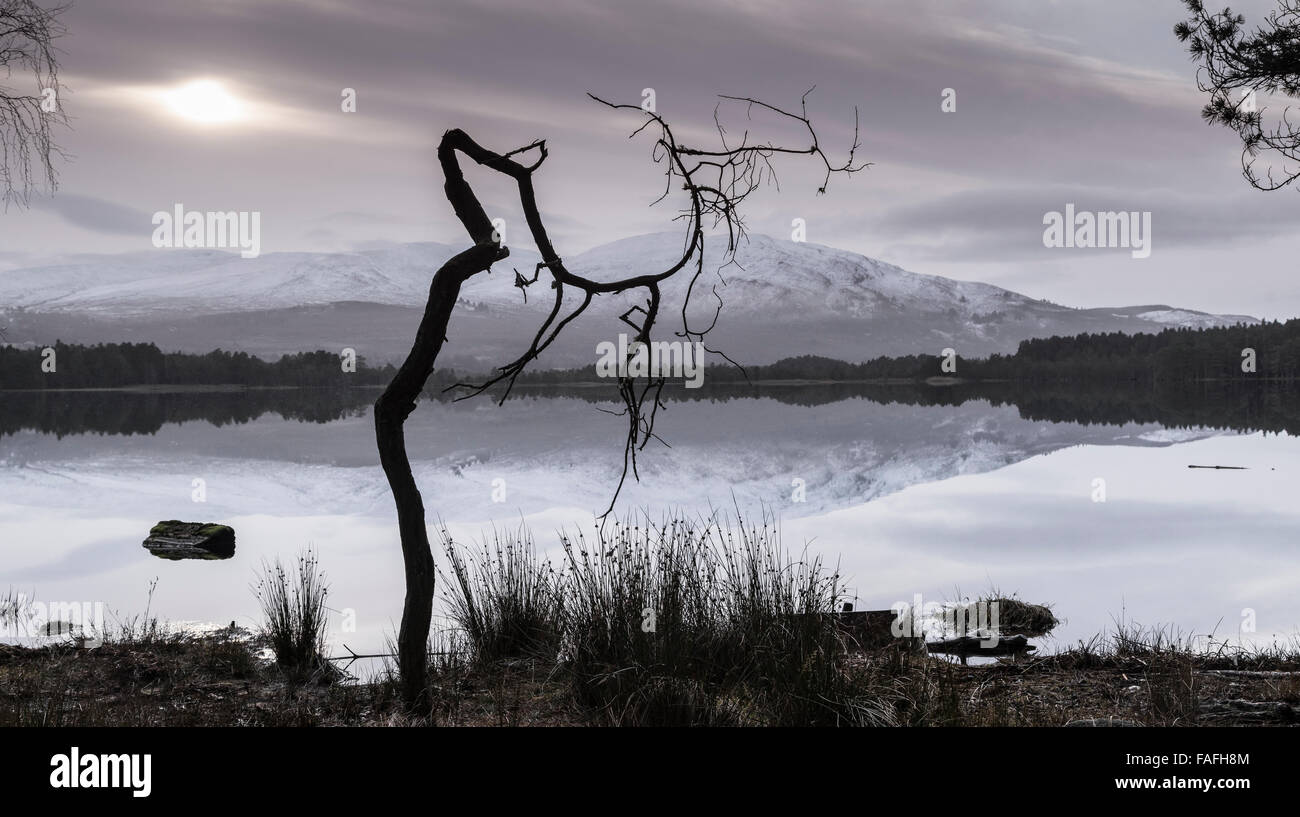 Stunted Birch Tree on Loch Garten in the Cairngorms National Park of ...