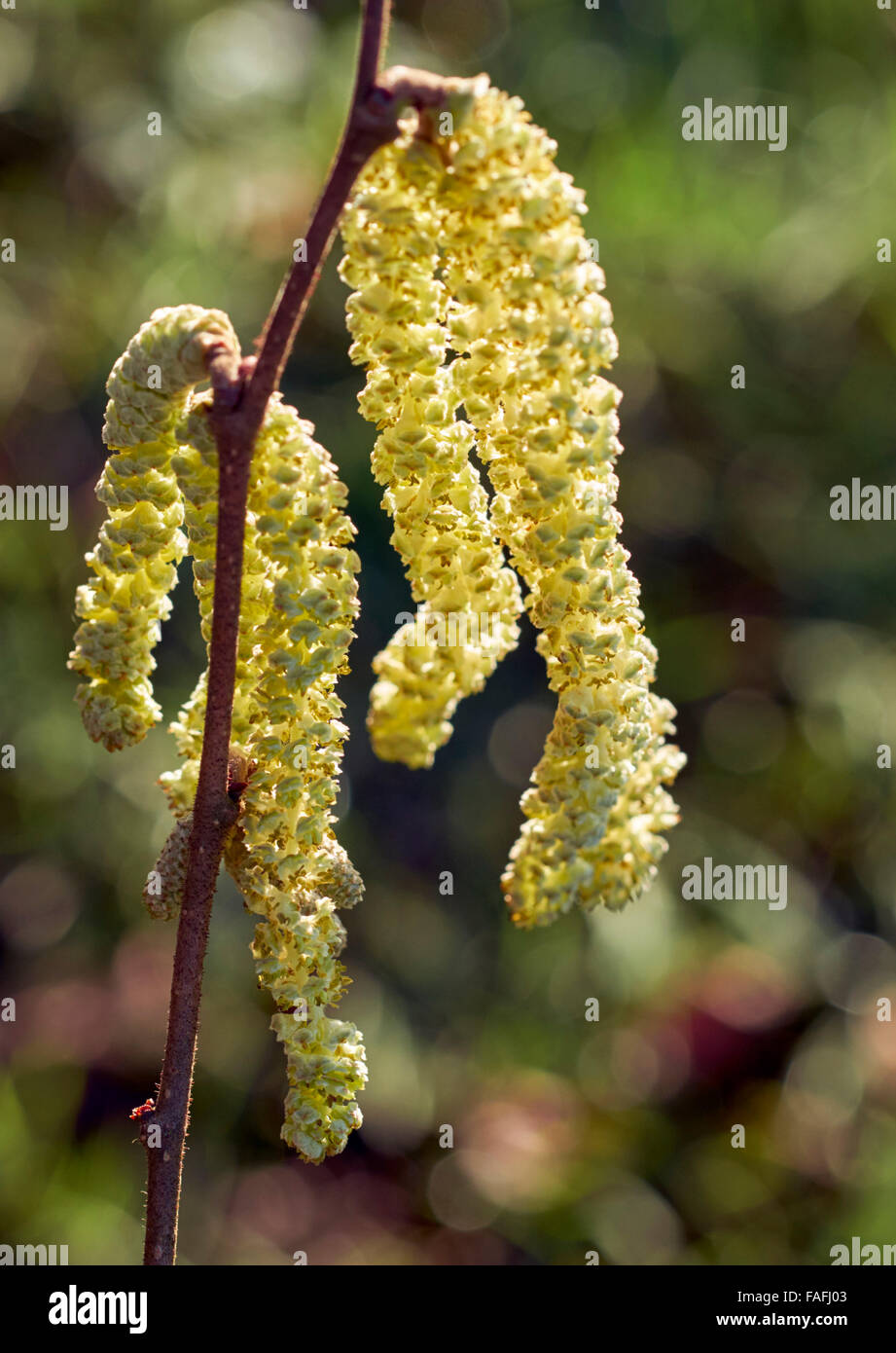 Alamy flower hi-res stock photography and images - Alamy