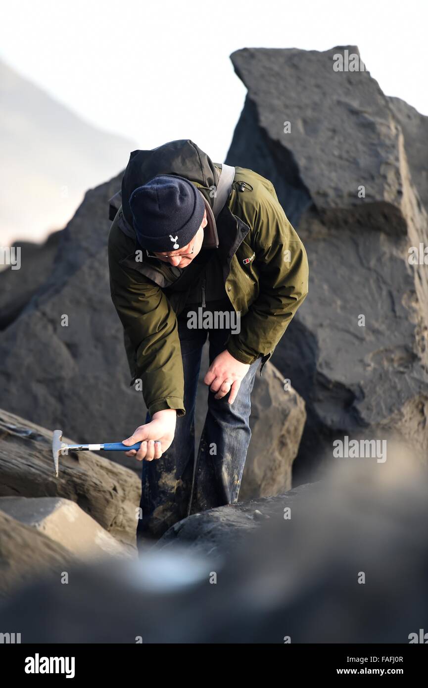 Fossil hunter at Charmouth beach after a cliff fall, Dorset, Britain ...