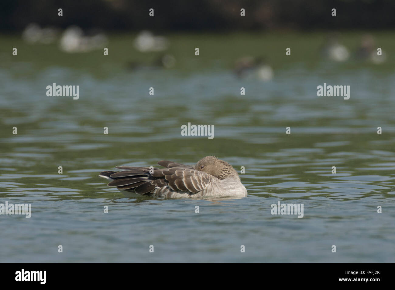 Greylag goose (Anser anser) roosting Stock Photo - Alamy