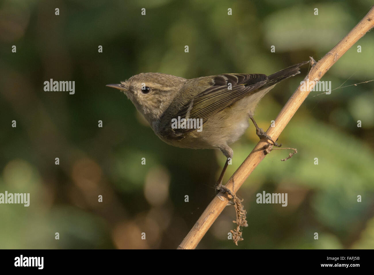Hume's Warbler - Phylloscopus humei Stock Photo - Alamy