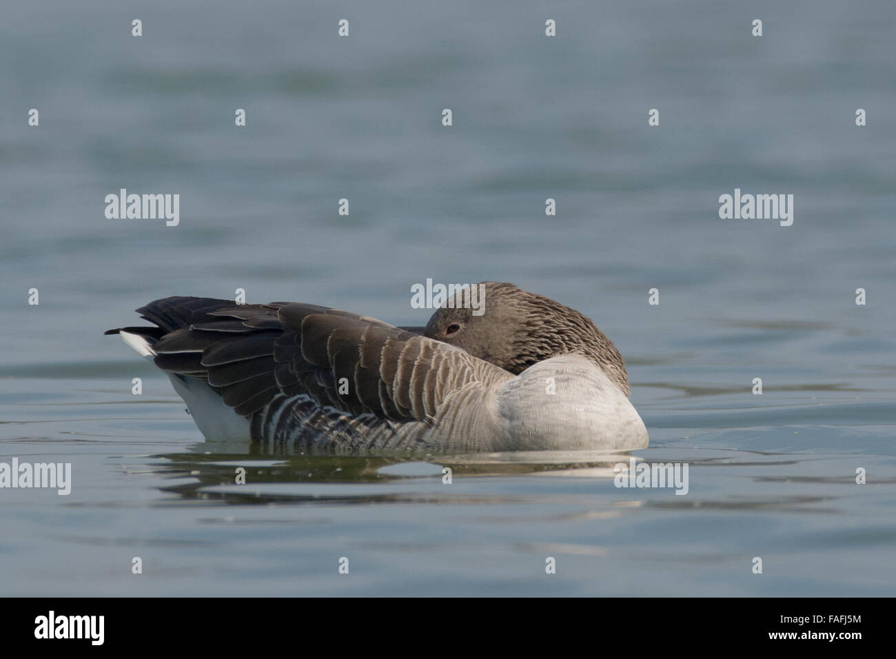 Roosting on water hi-res stock photography and images - Alamy