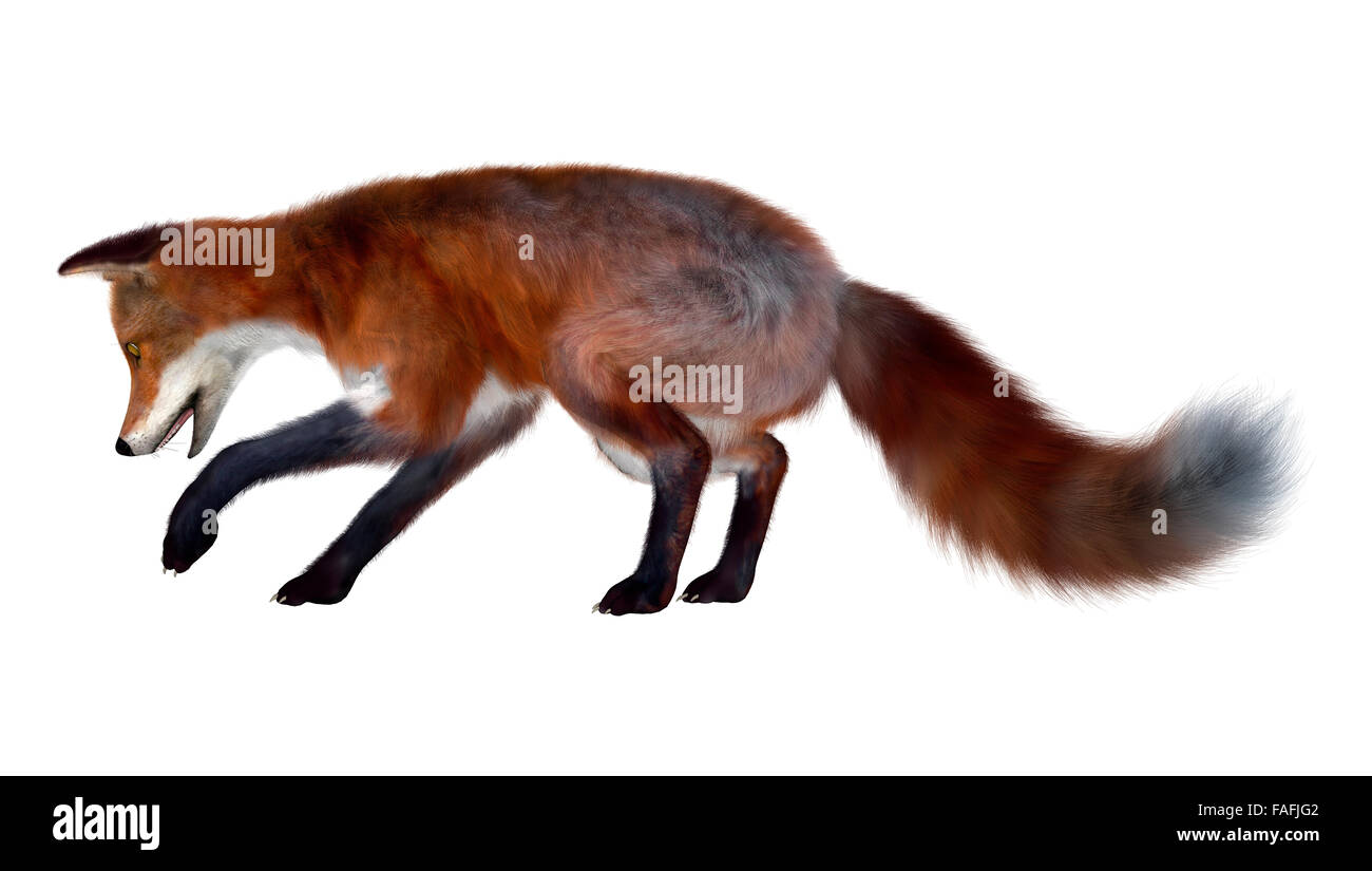 3d digital render red fox Cut Out Stock Images & Pictures - Alamy