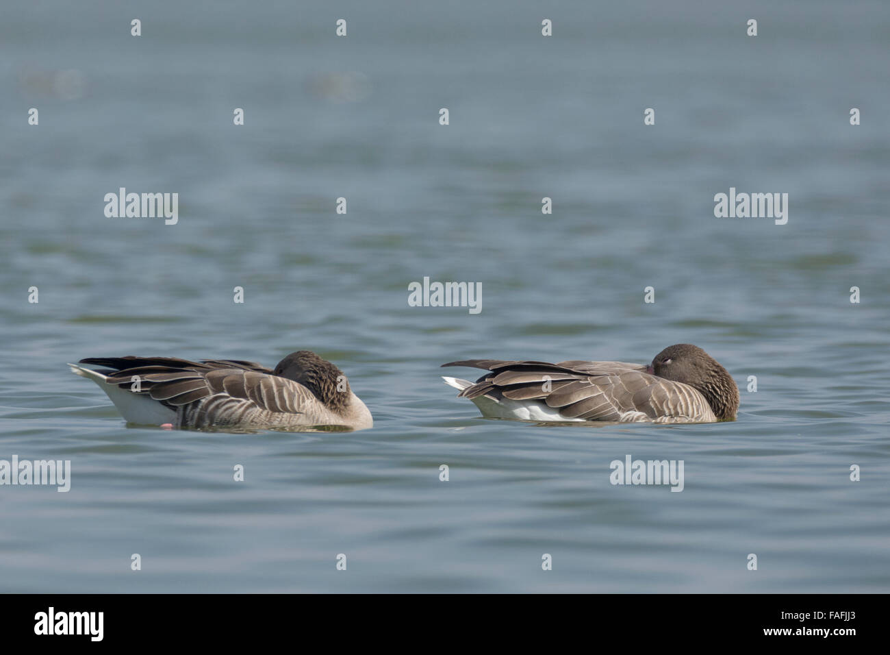 Bird roosting behavior hi-res stock photography and images - Alamy