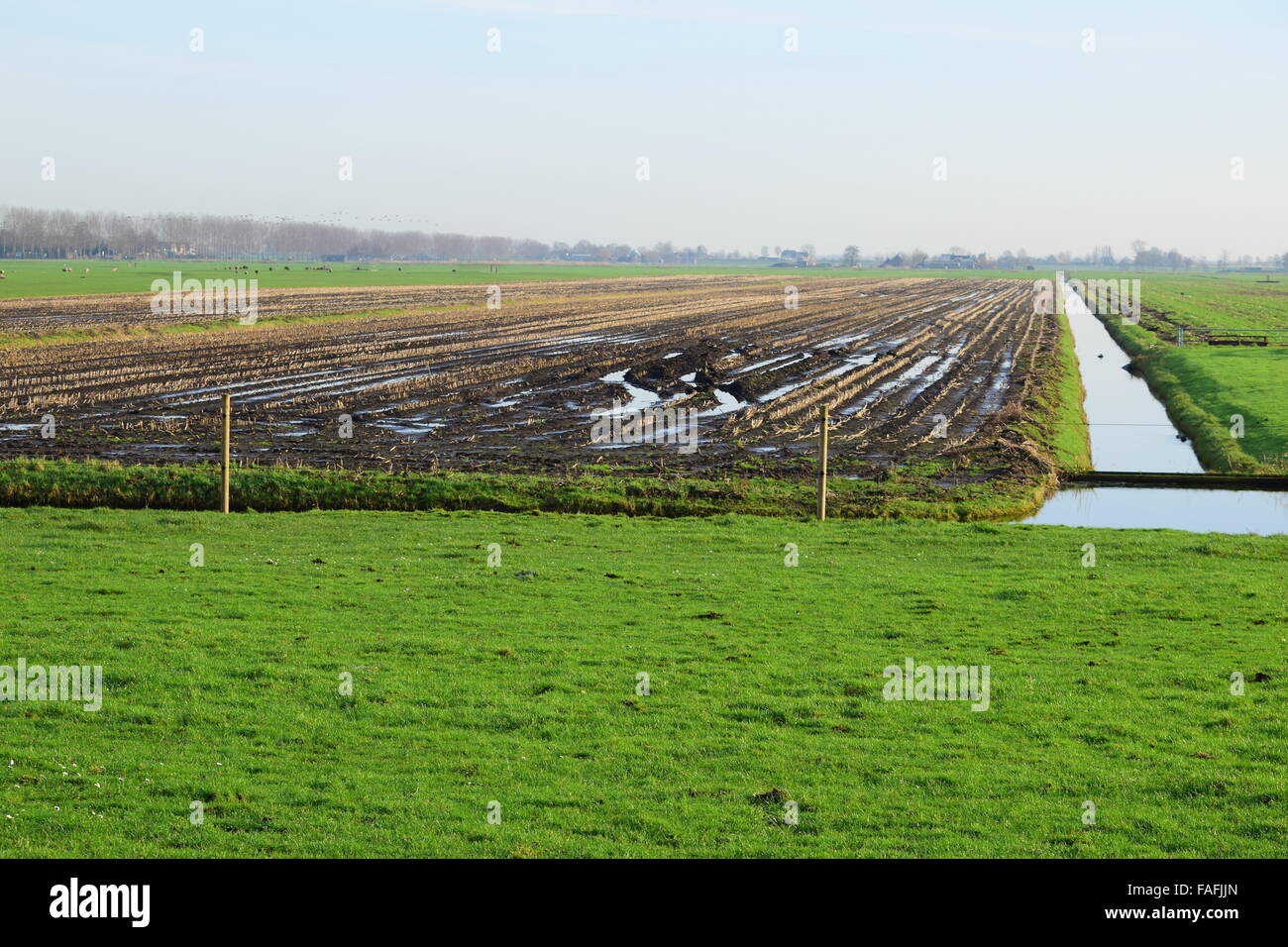 An irrigated field on the outskirts of Amsterdam proper. It is December ...