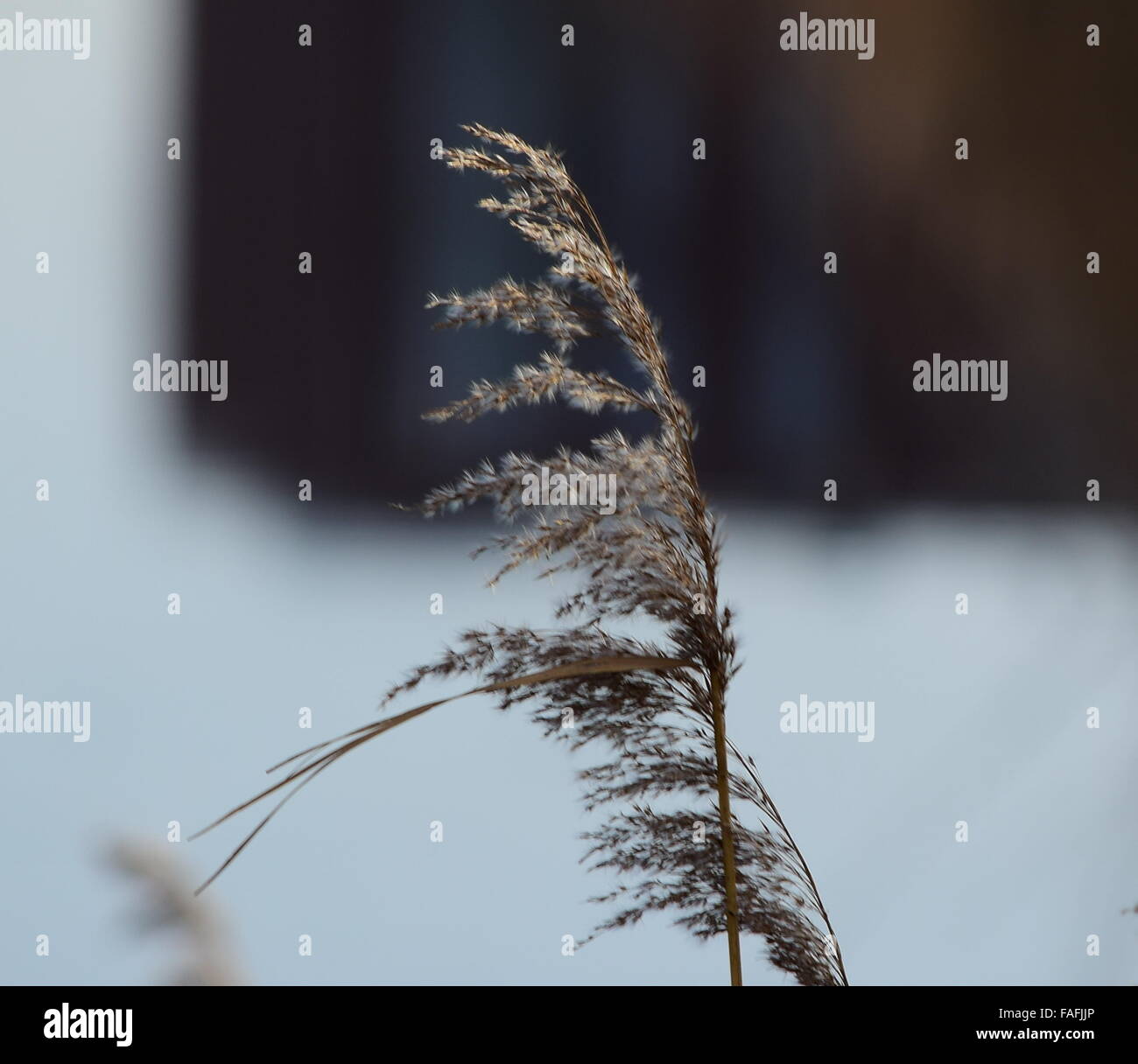 A single stalk of grain, captured on a 300mm telephoto lens, blowing in ...