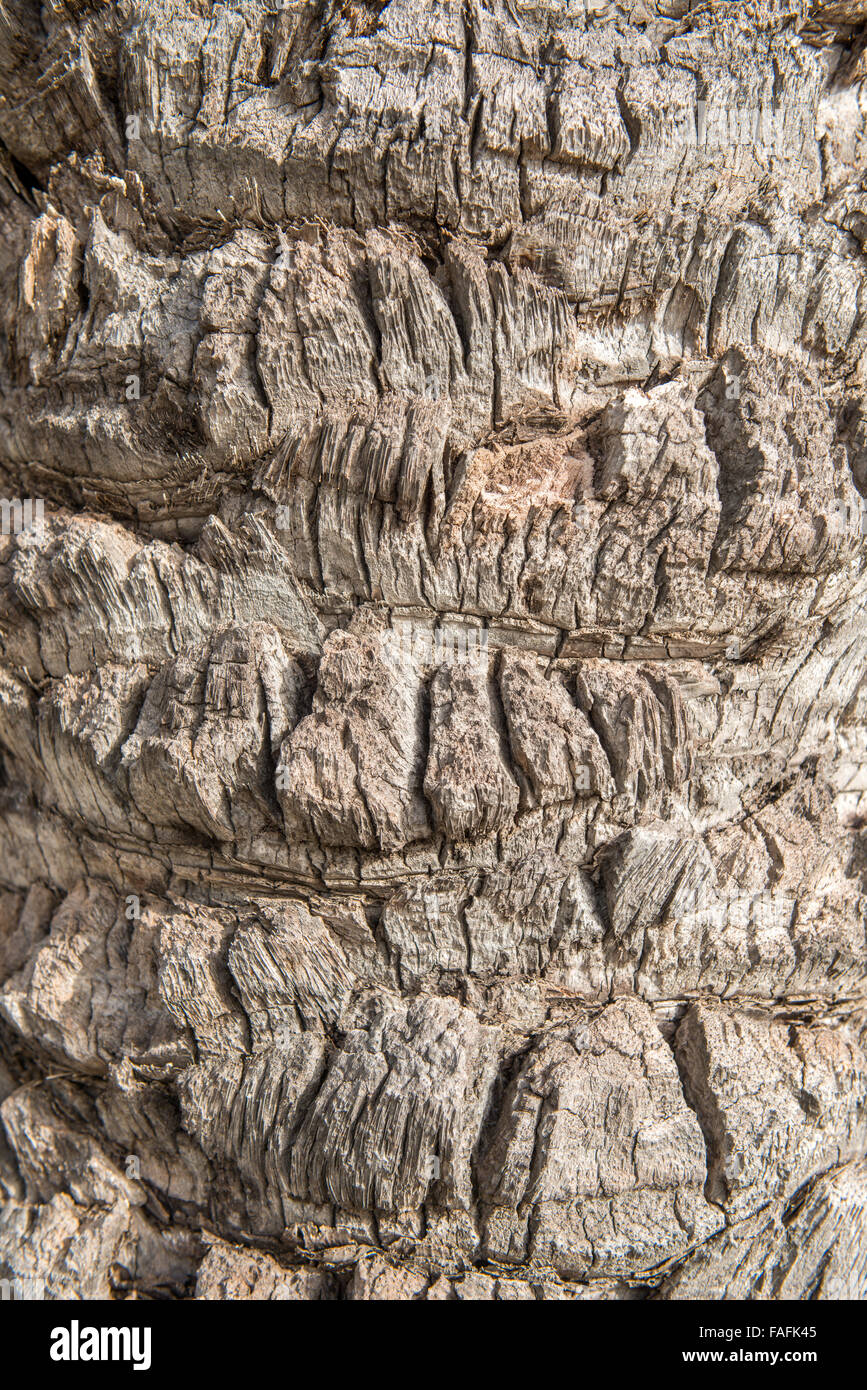 Close up of cracking texture on palm tree bark Stock Photo - Alamy
