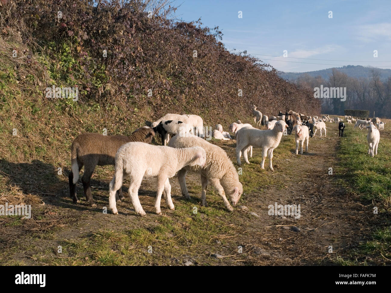 Lamb on a track hi-res stock photography and images - Alamy