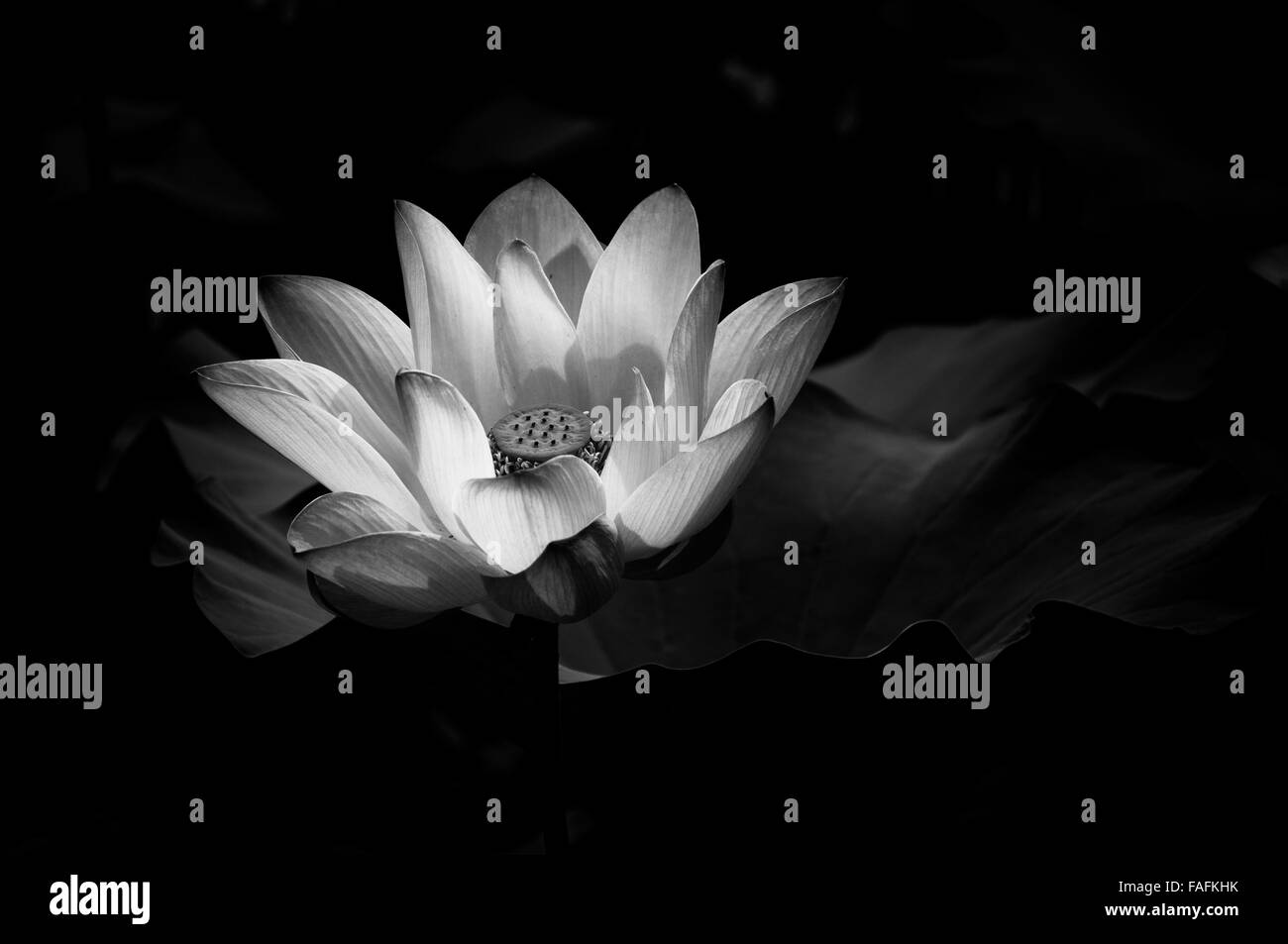Chengde City Hebei Province lotus flower Stock Photo - Alamy