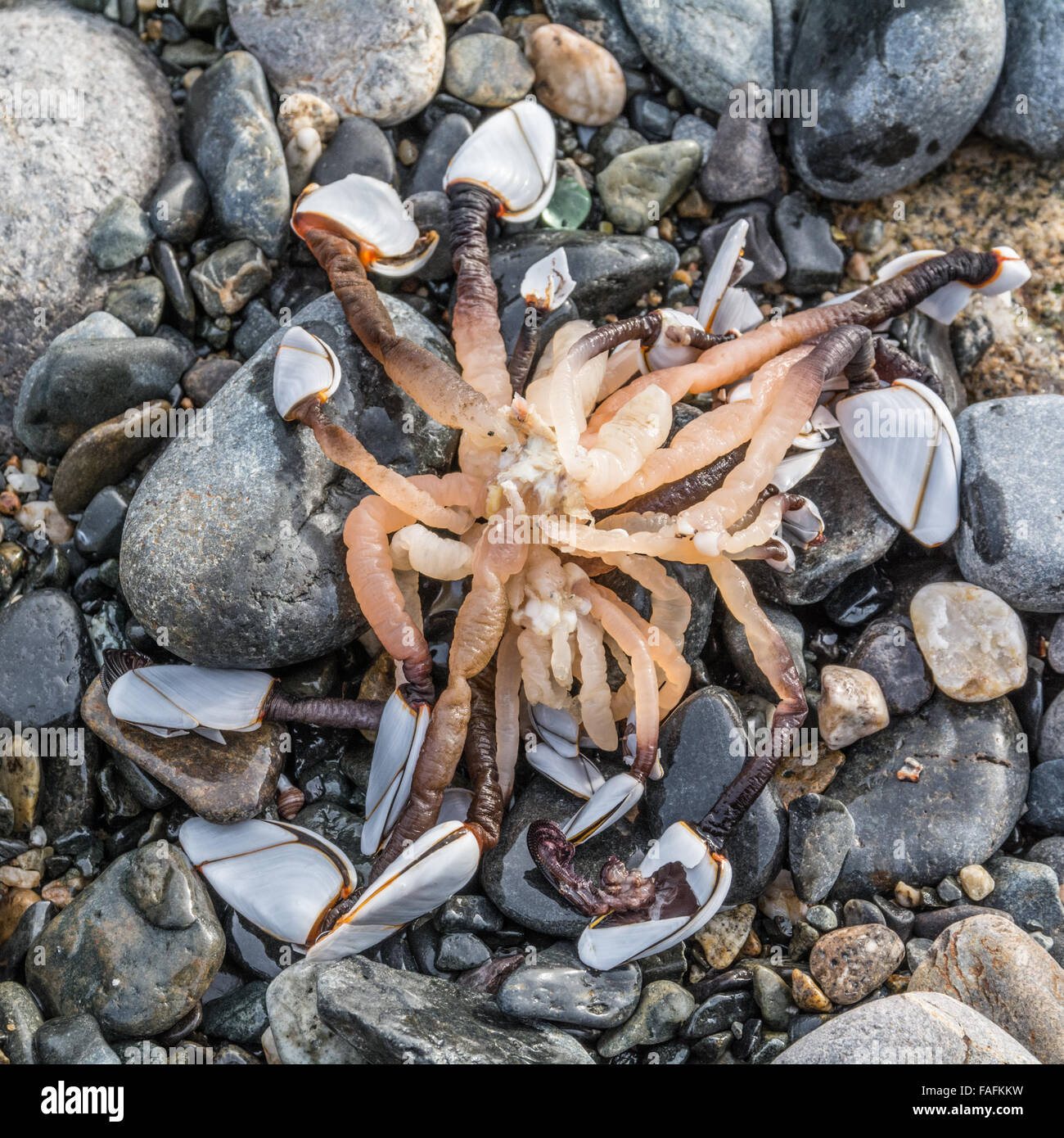 Goose Barnacles High Resolution Stock Photography and Images - Alamy