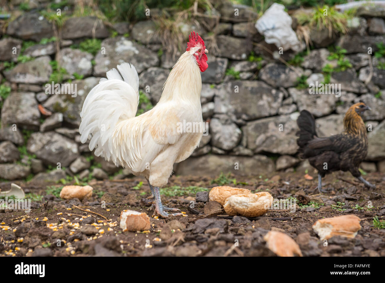 Large white cockerel standing outside on farm Stock Photo - Alamy