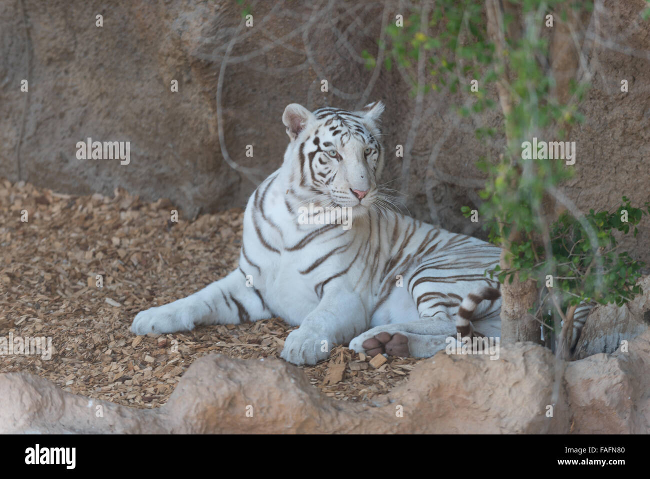 Albino animal hi-res stock photography and images - Alamy