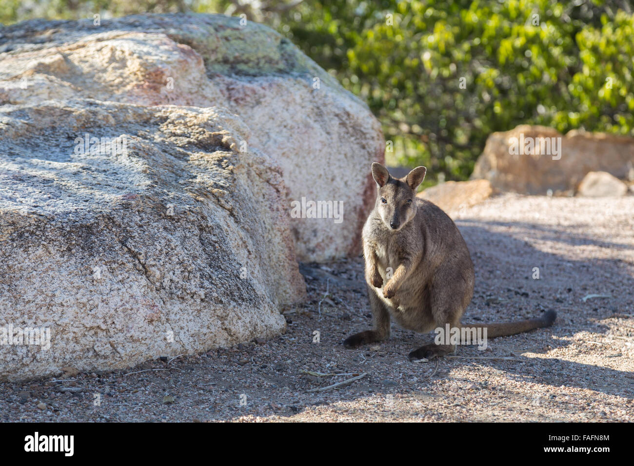 Animal symbol of australia hi-res stock photography and images - Alamy
