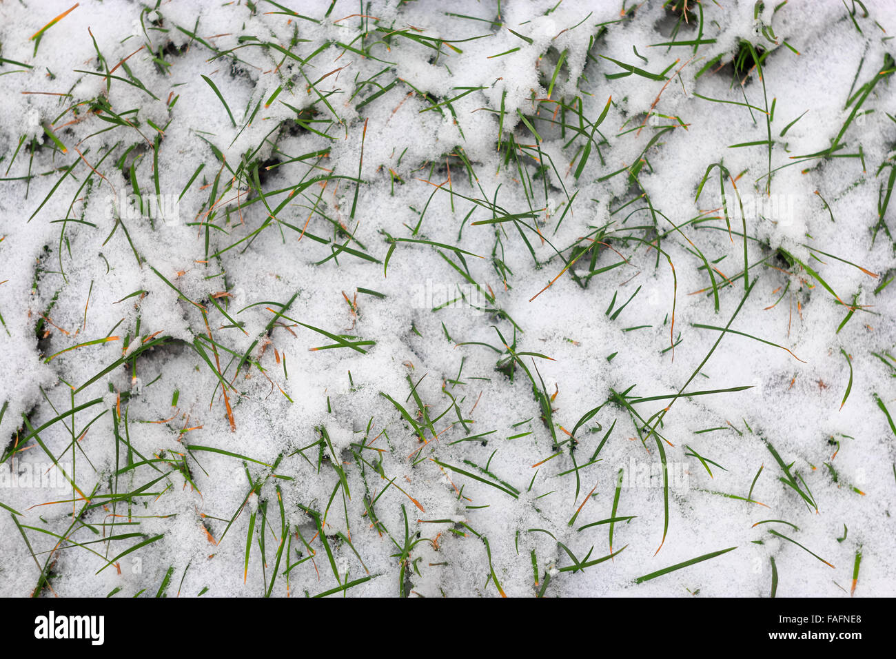 Fresh grass covered with snow from above Stock Photo - Alamy