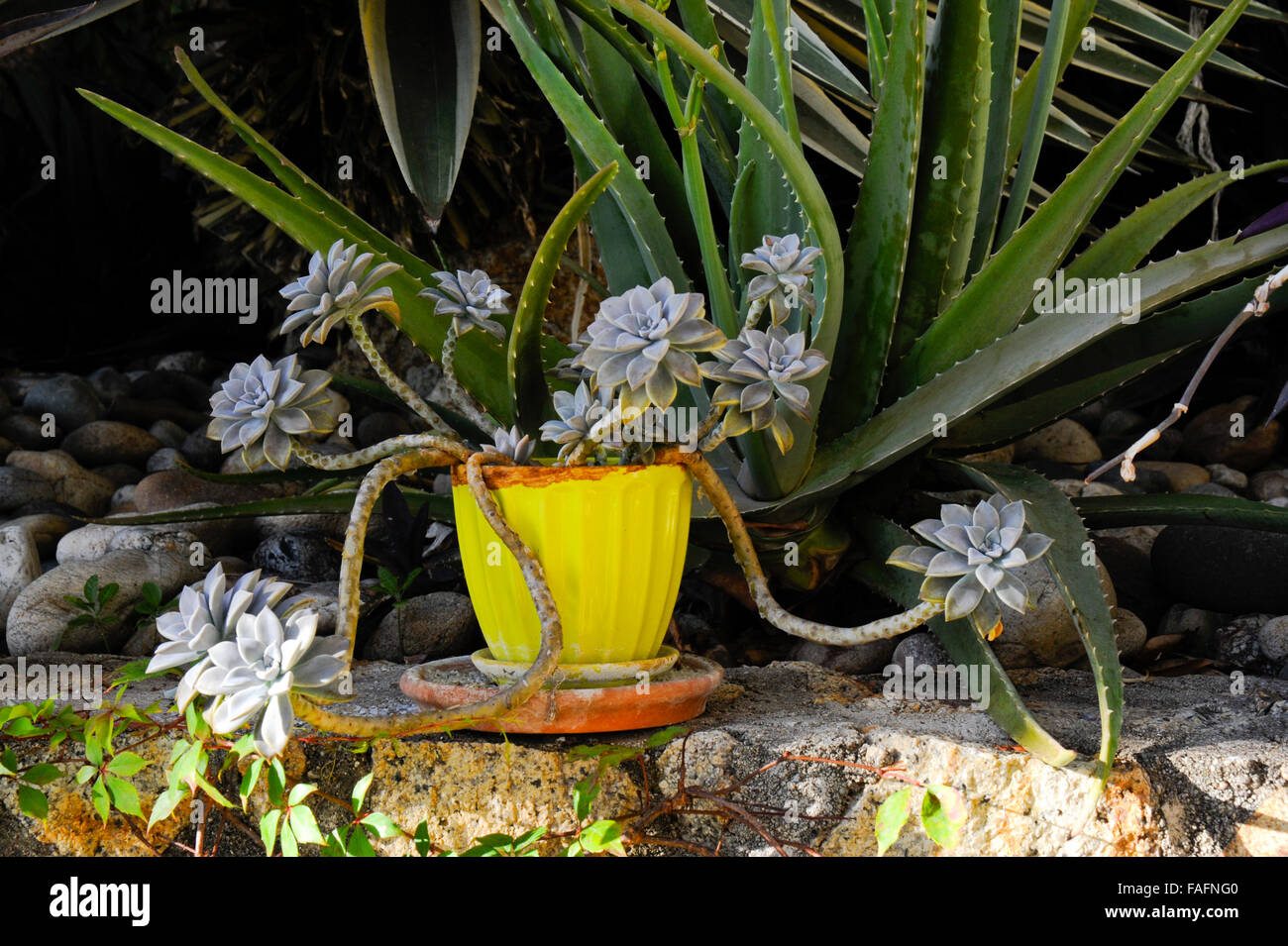 Yellow jade hi-res stock photography and images - Alamy
