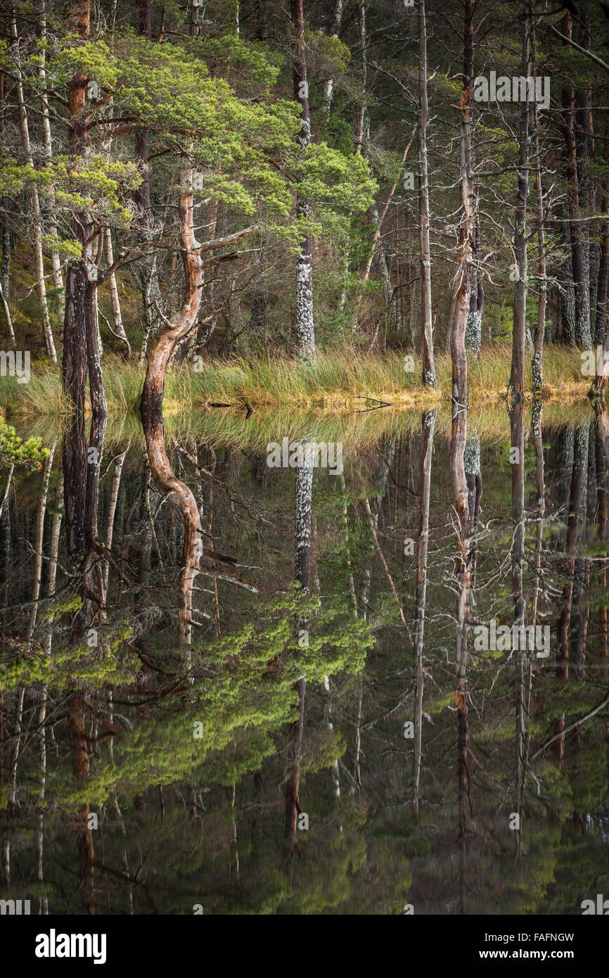 Forest reflections on Uath Lochan in Glen Feshie in Scotland Stock ...