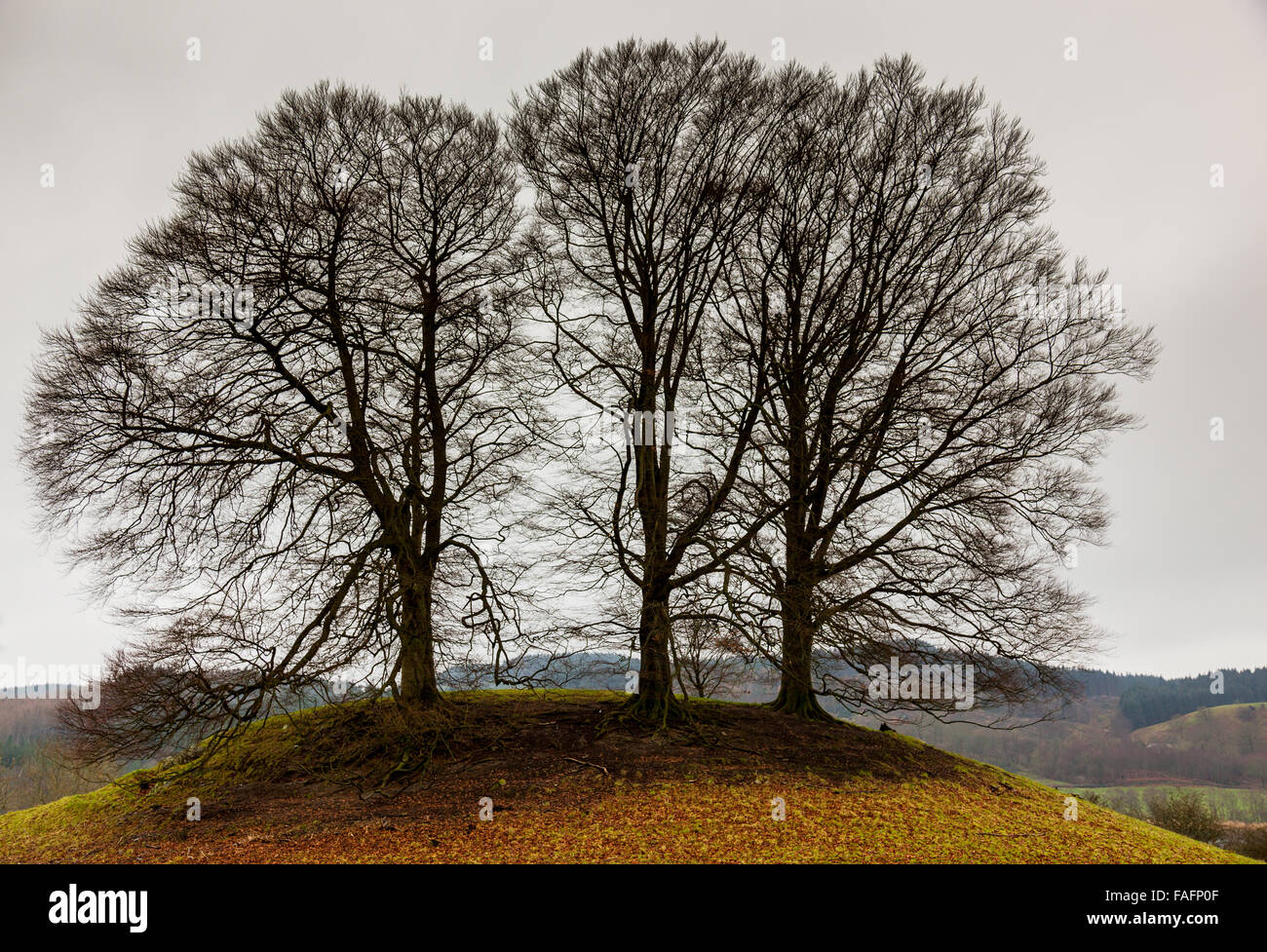 Three bare trees on a mound near Esthwaite Water, near Hawkshead, Lake ...