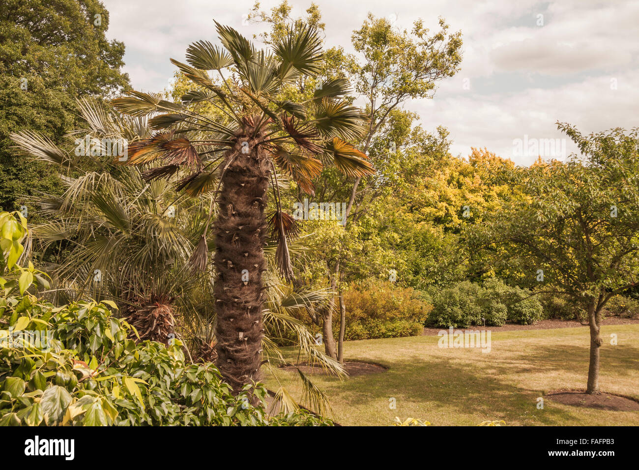 A view of the palm trees in the Kew Gardens in London,England,UK Stock ...