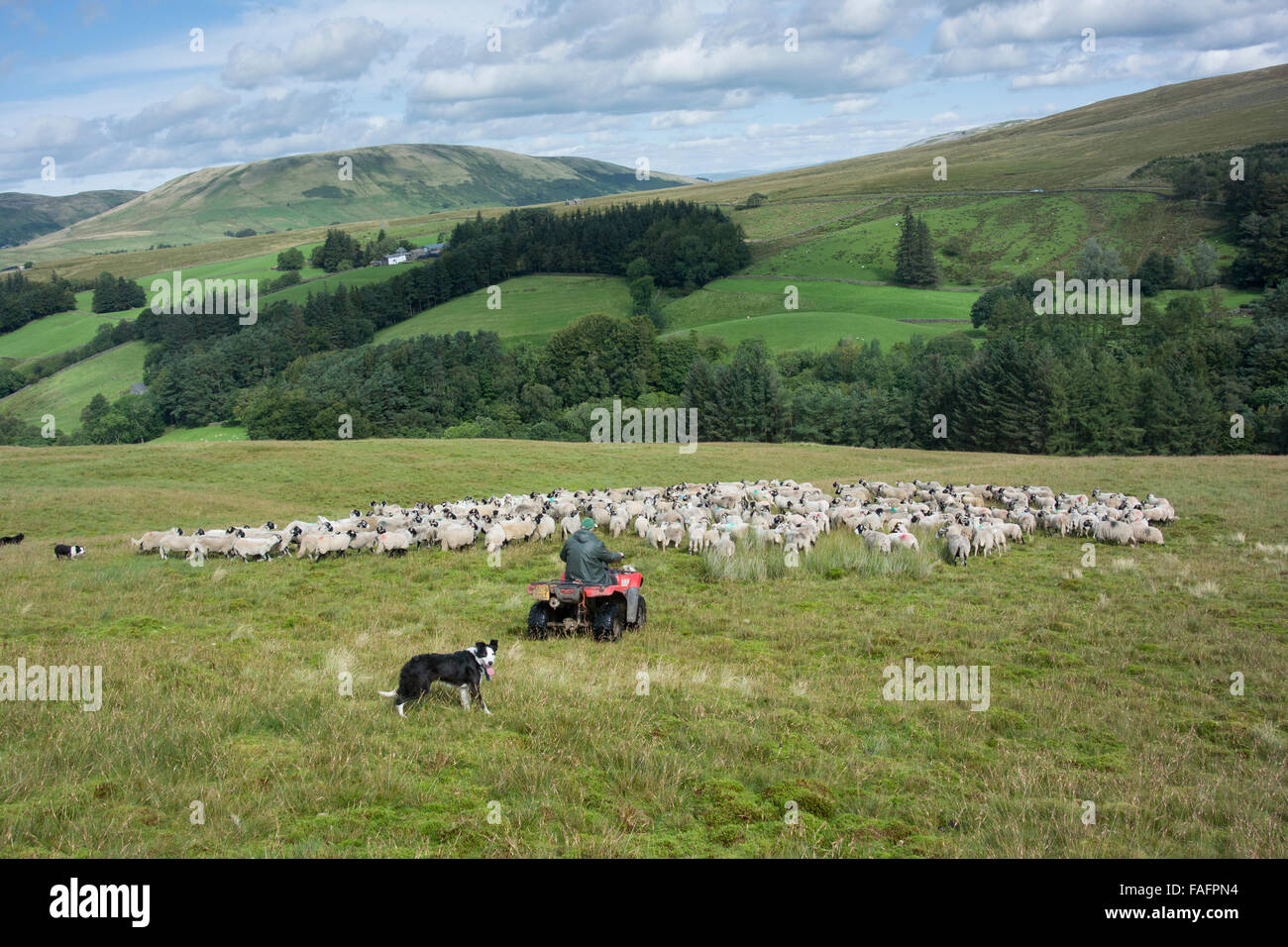 Shepherd with sheepdogs gathering flock of sheep off common grazing ...