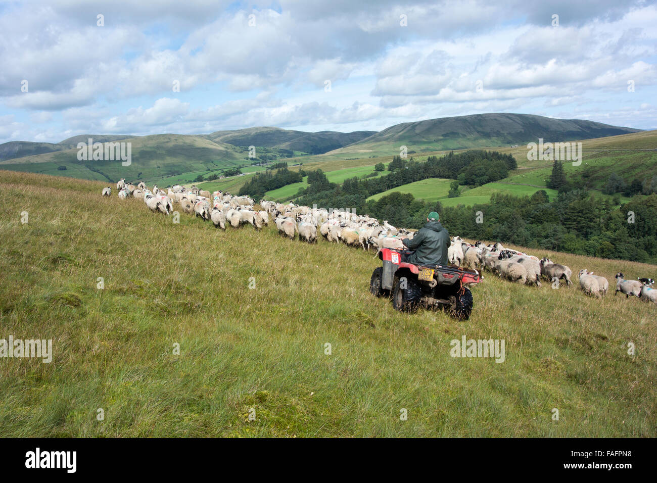 Shepherd with sheepdogs gathering flock of sheep off common grazing ...
