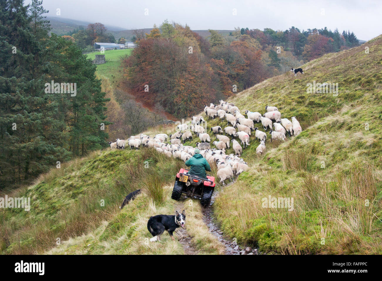 Sheep farmer uk hi-res stock photography and images - Alamy