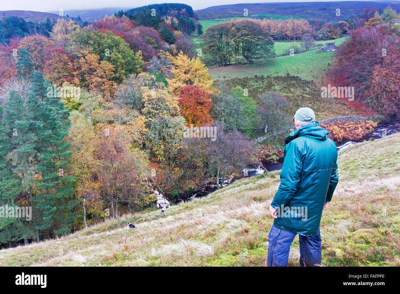 Collie sheep flock hills hi-res stock photography and images - Alamy