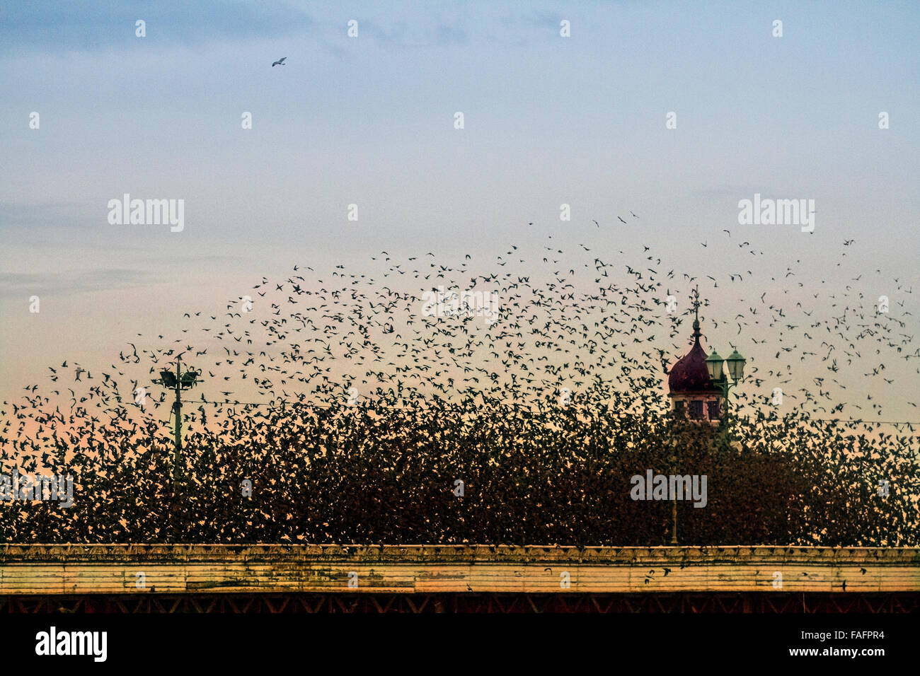 Dense flocks in flight hi-res stock photography and images - Alamy
