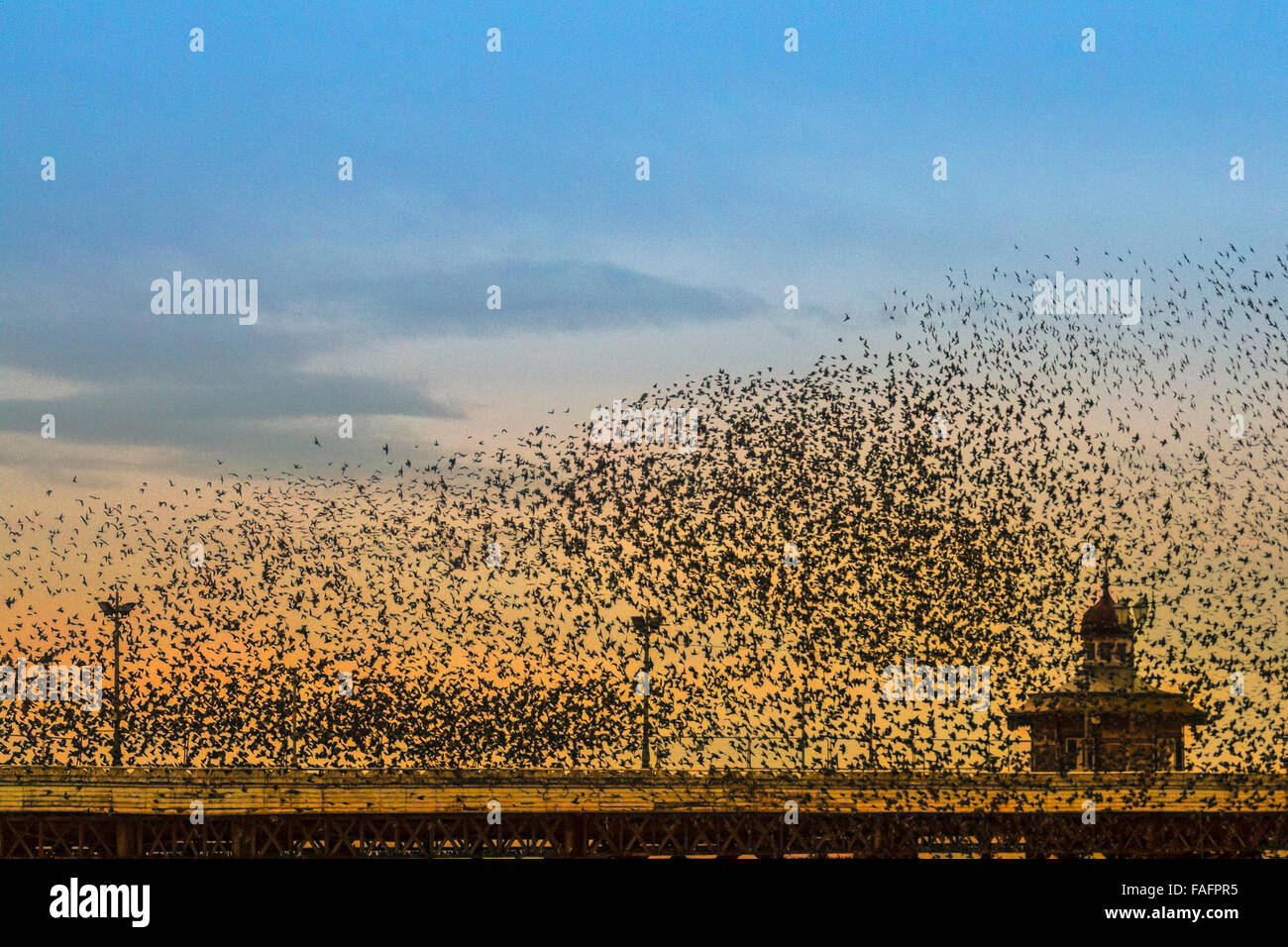 Birds in Flight, flying in the clouds flocks of Starlings at Blackpool ...