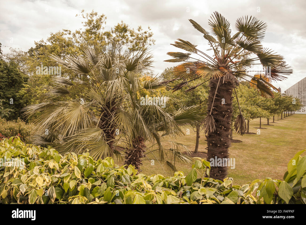 A view of the palm trees in the Kew Gardens in London,England,UK Stock ...