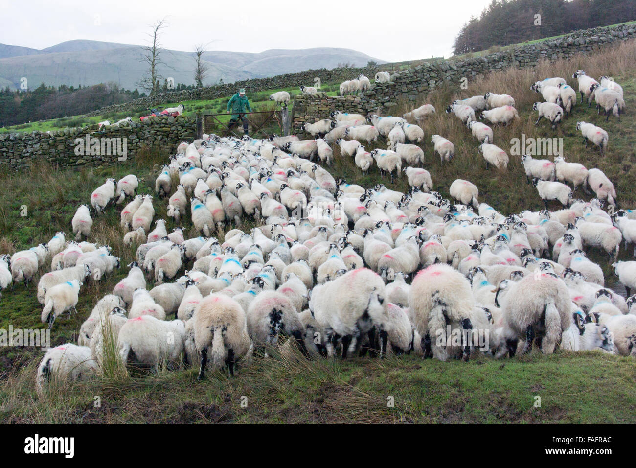 Farmer fetching a flock of sheep onto inbye pasture Stock Photo - Alamy