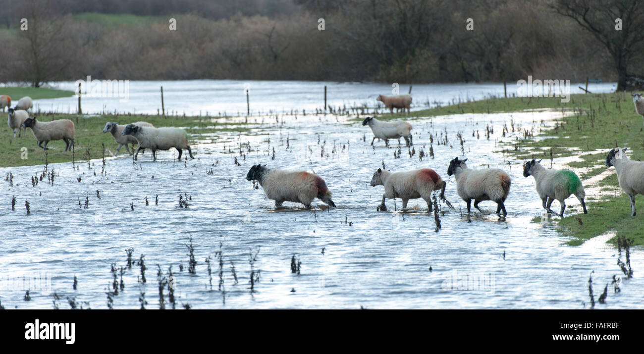 Sheep wading across flooded fields heading to higher ground ...