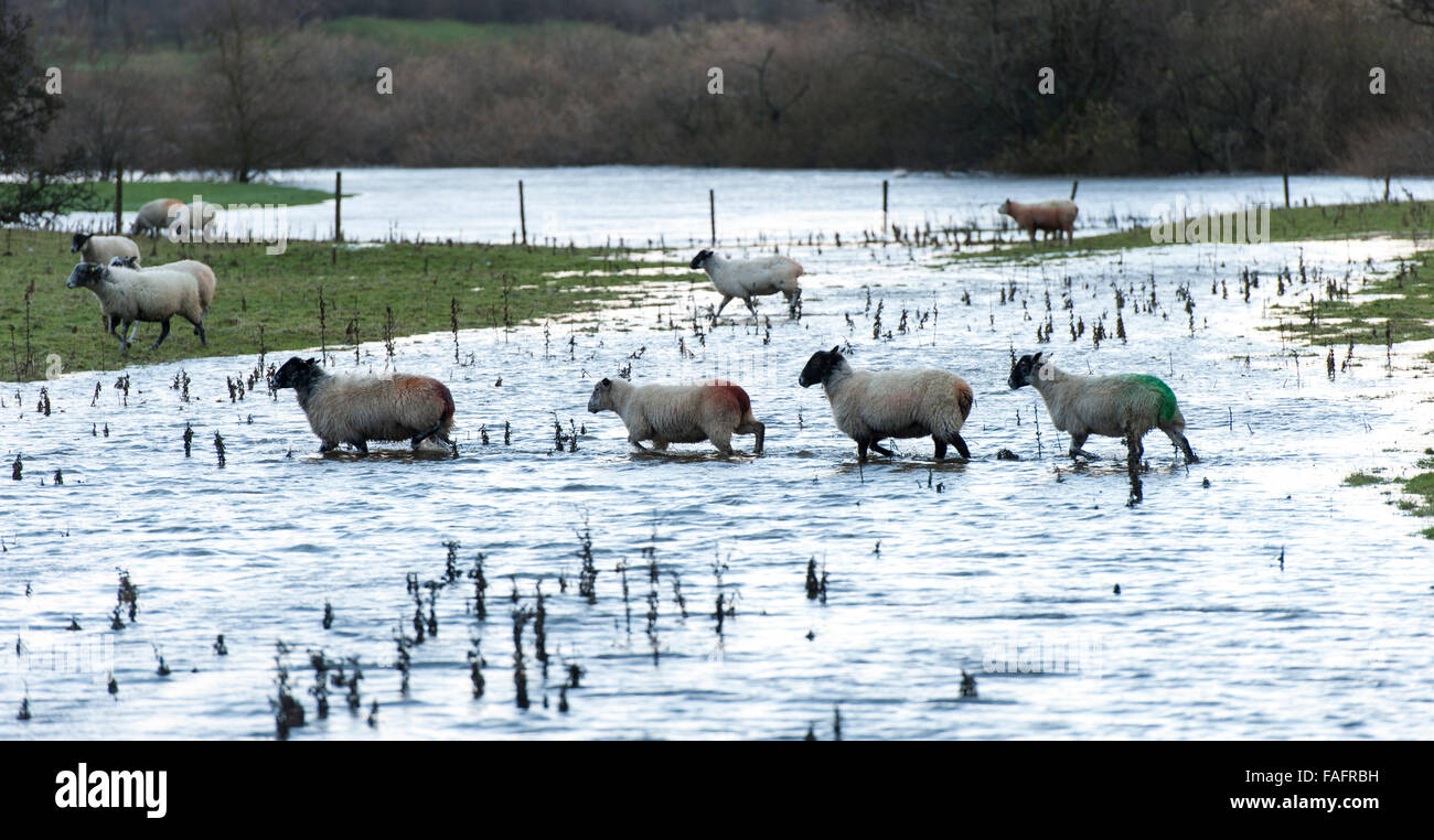 Sheep wading across flooded fields heading to higher ground ...