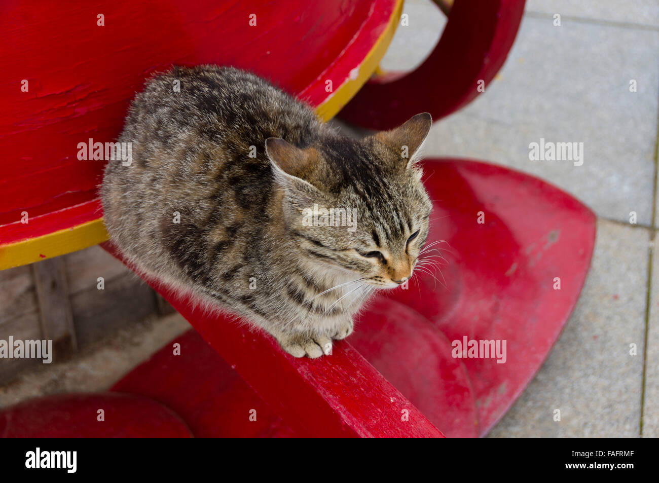 Turkey travel - the ruins of Troy. A cat on the site Stock Photo - Alamy