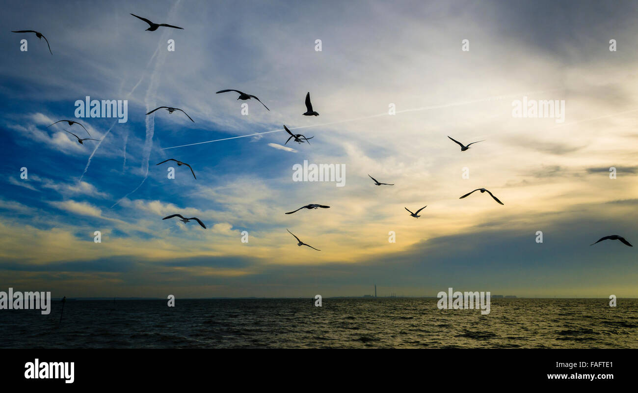 Thames estuary birds hi-res stock photography and images - Alamy