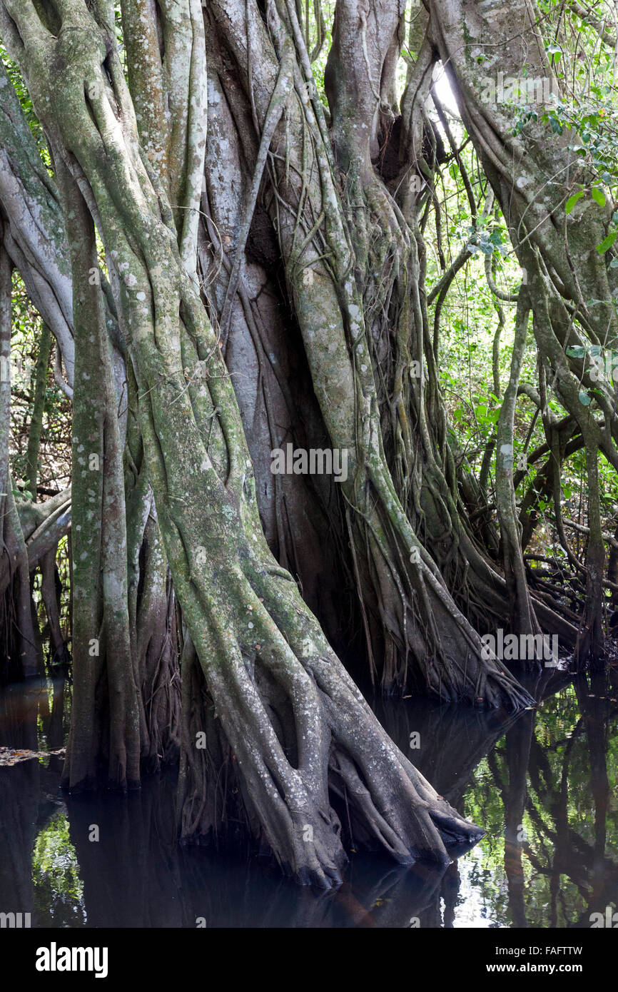 Tree with air roots in the Pantanal region of Brazil Stock Photo - Alamy