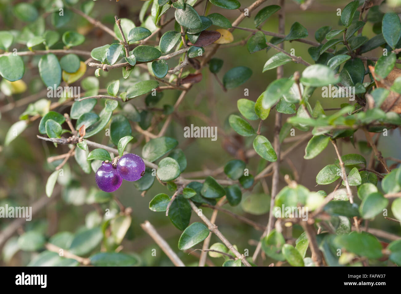 bright circular lilac purple berries of lonicera hedge a small leafed ...