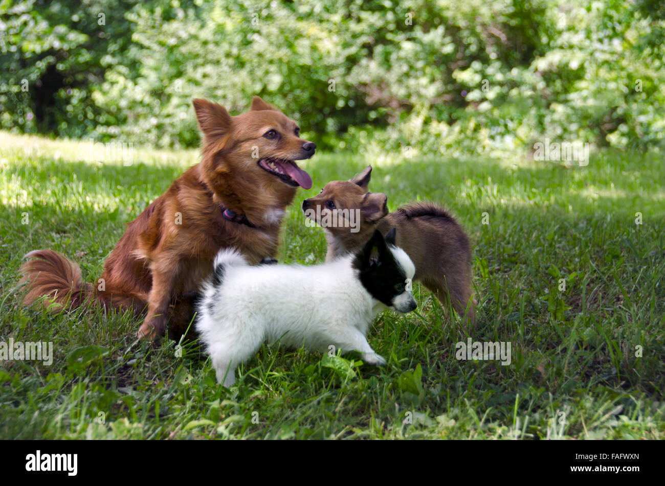 Pomeranian puppies hi-res stock photography and images - Alamy