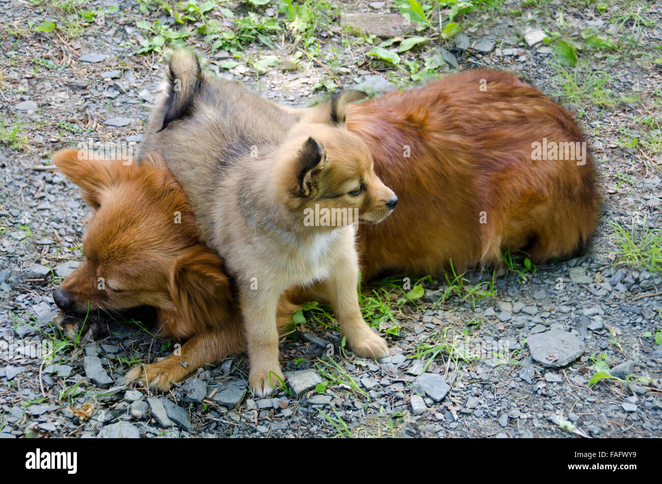 mother dog and puppy Stock Photo - Alamy
