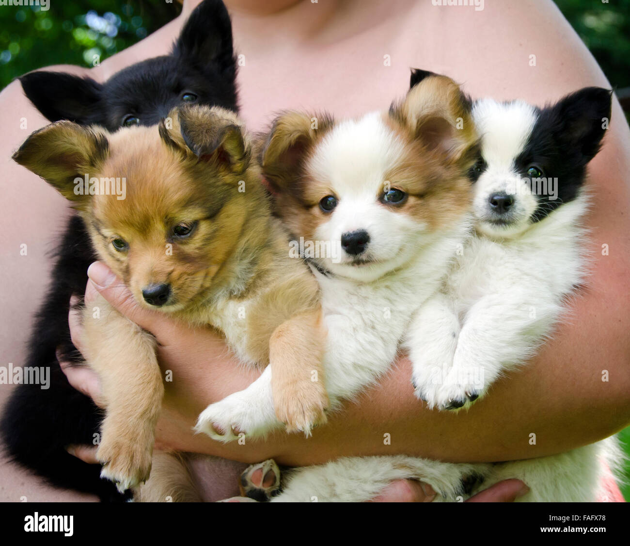 portrait of four puppies Stock Photo - Alamy