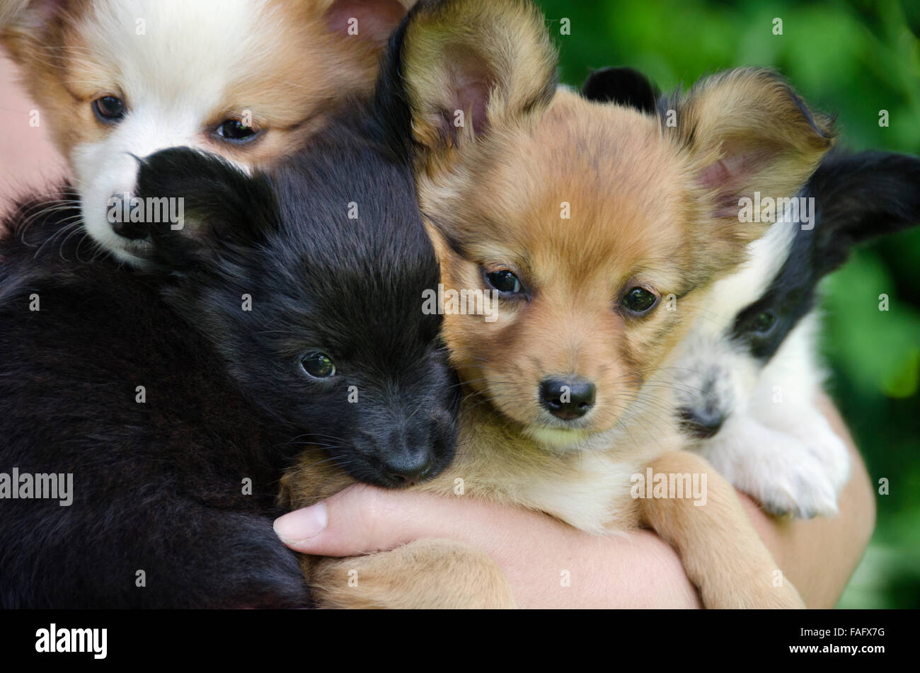 portrait of four puppies Stock Photo - Alamy