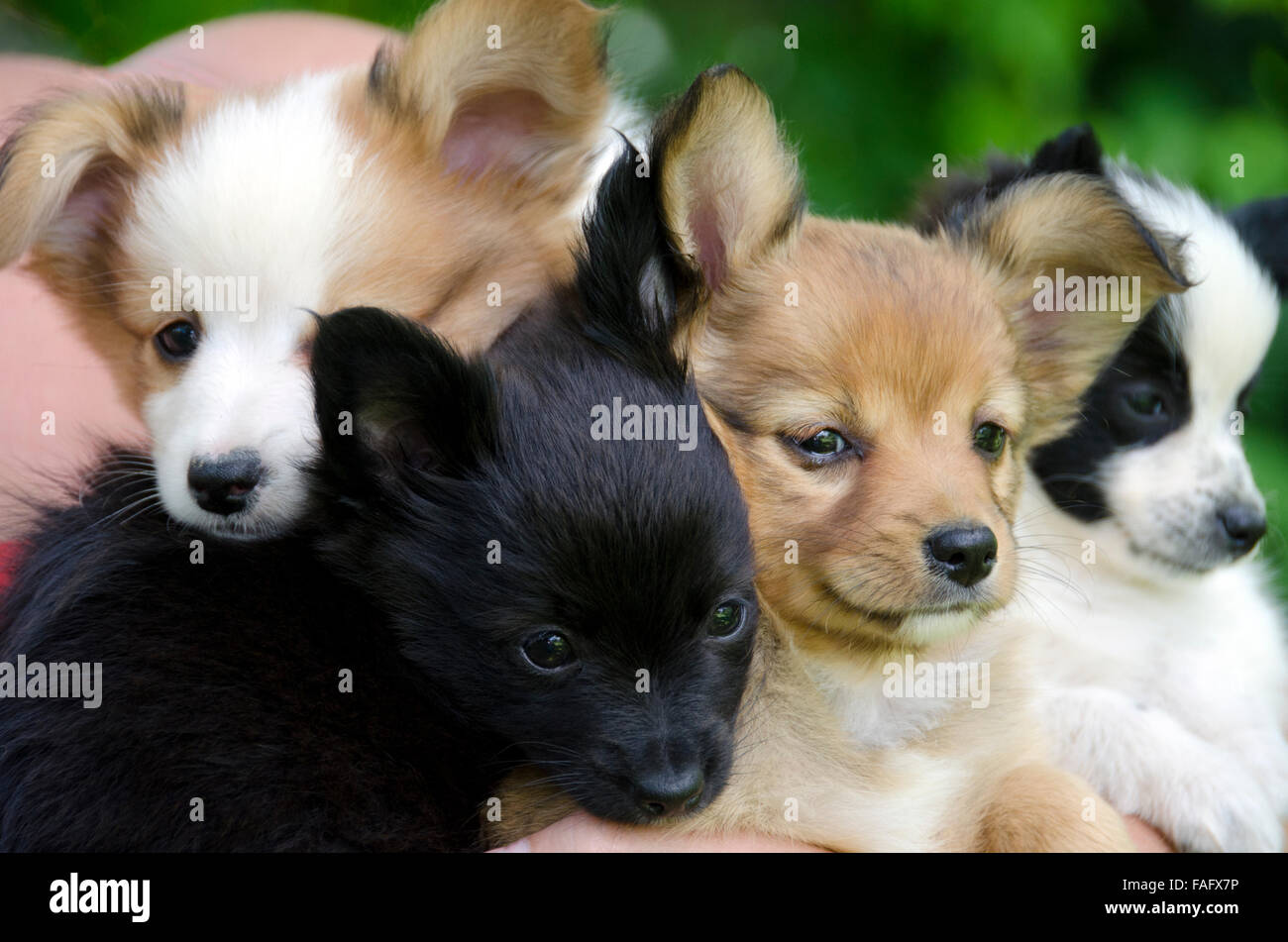 portrait of four puppies Stock Photo - Alamy