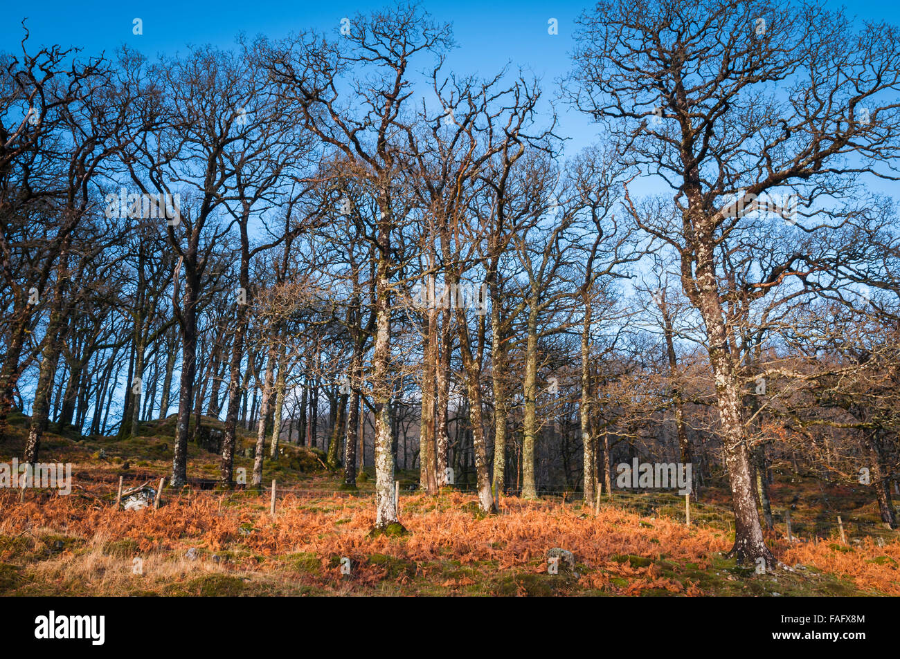 Winter Silver Birch trees, Betula pendula, in dead bracken, sunlit ...